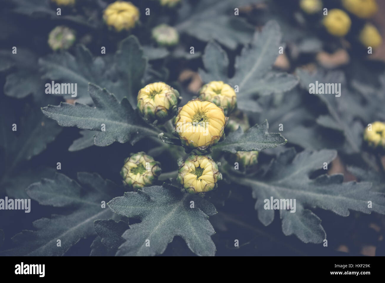 small yellow flowers over green leaves, spring background Stock Photo ...