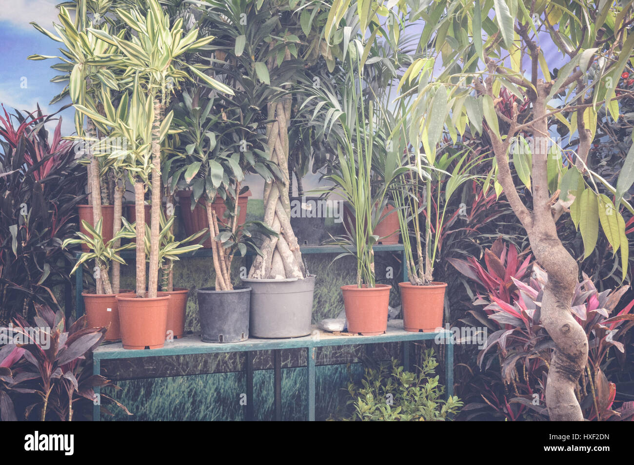 giza, egypt, march 25, 2017: view inside orman garden Stock Photo - Alamy