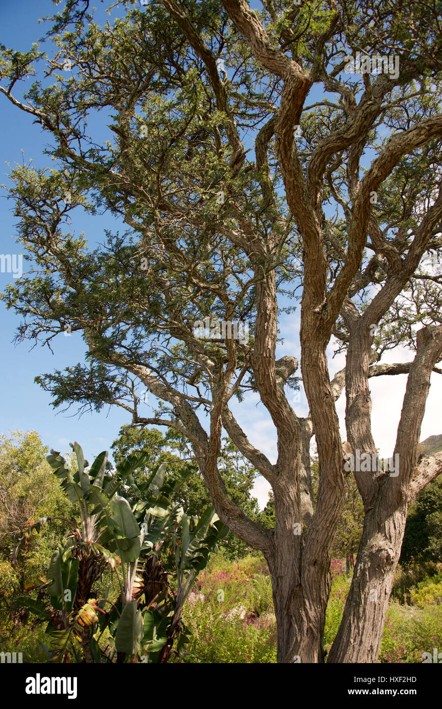 Camel thorn tree in kirstenbosch hi-res stock photography and images ...