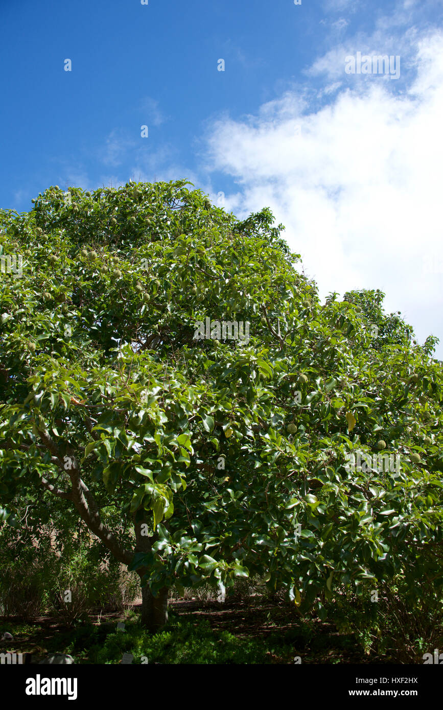 Calodendrum capons cape chestnut tree hi-res stock photography and ...