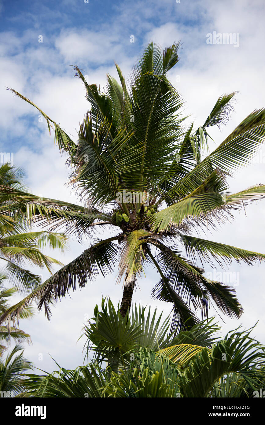 Coconut Palm Tree, Zanzibar Island, Tanzania Stock Photo - Alamy