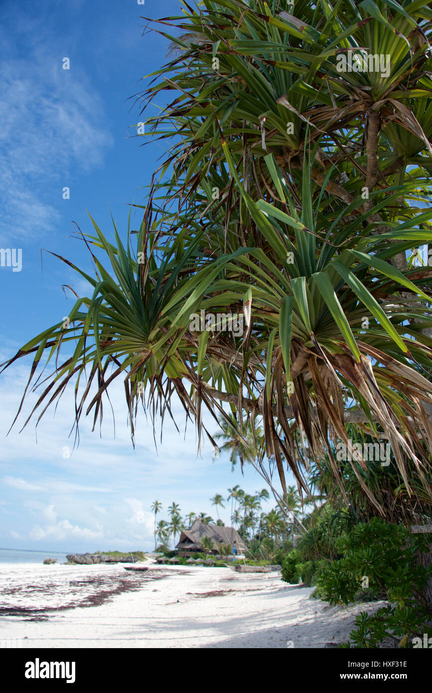 Beach at Matemwe, Zanzibar island, Tanzania, Africa Stock Photo - Alamy