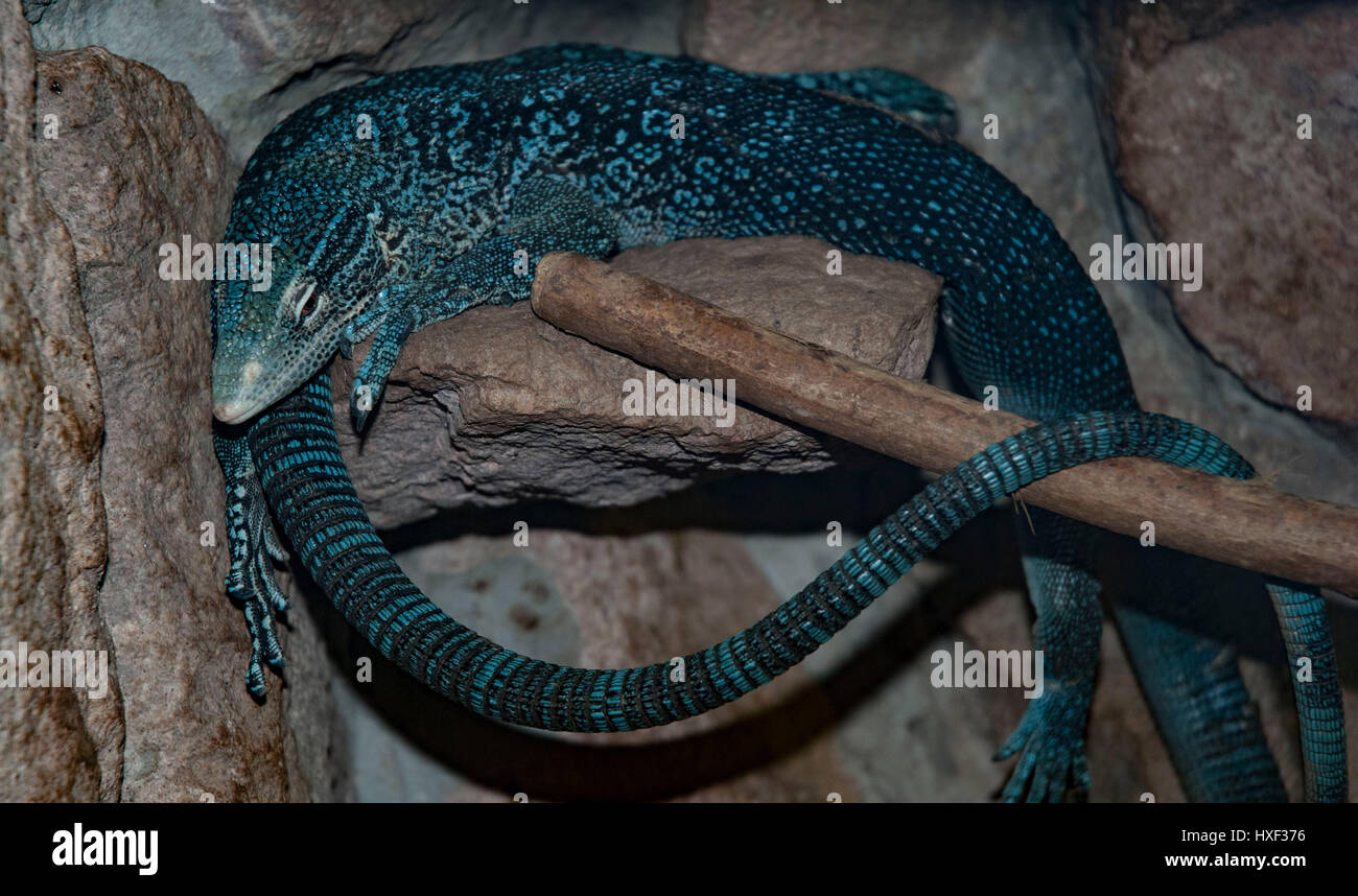 A blue Monitor Lizard lying in front of another Stock Photo - Alamy