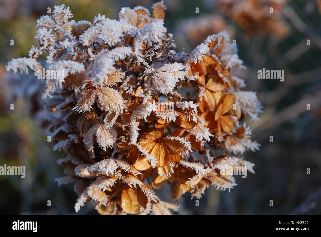 A frozen hydrangea flower Stock Photo - Alamy