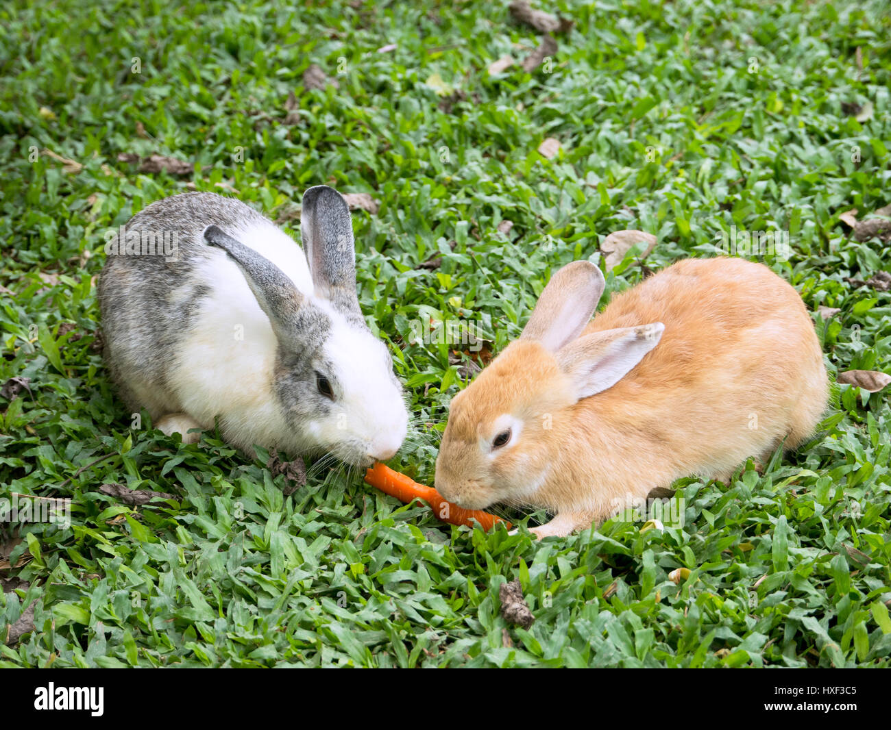 Two rabbits at carrot hi-res stock photography and images - Alamy