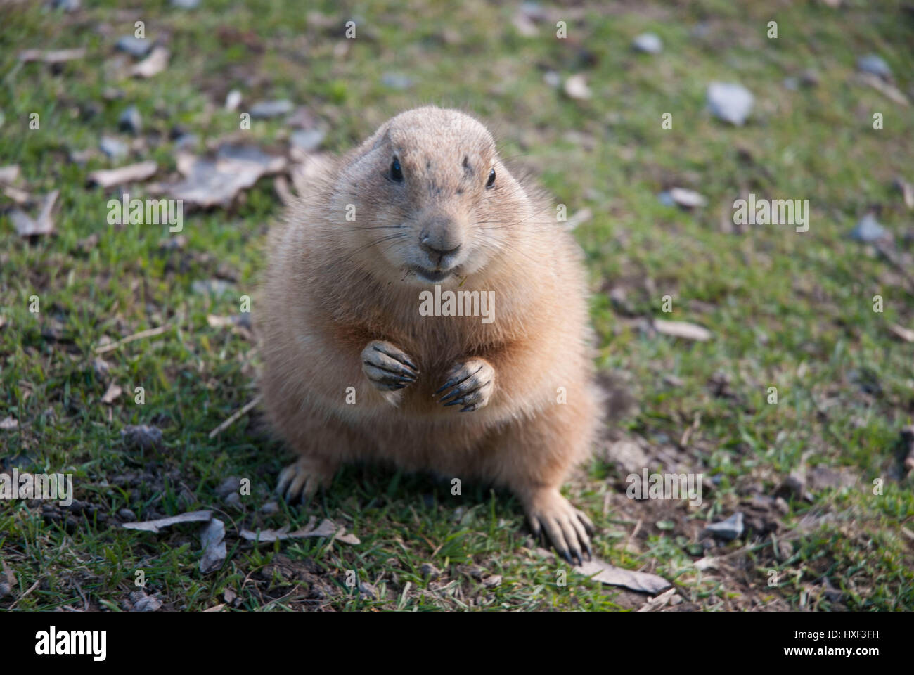 An adult groundhog looking agt the camera Stock Photo - Alamy