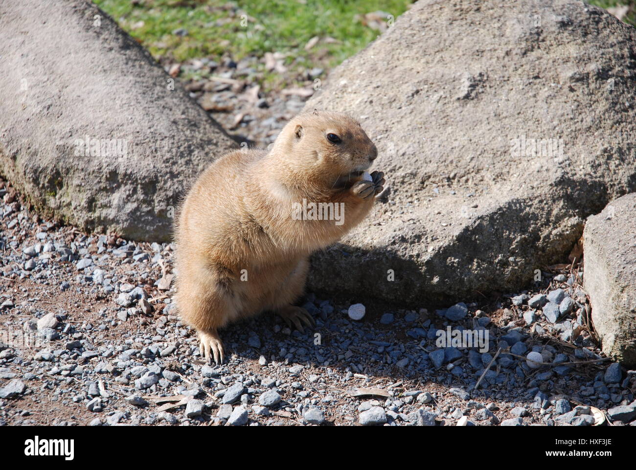 An adult groundhog eating Stock Photo - Alamy