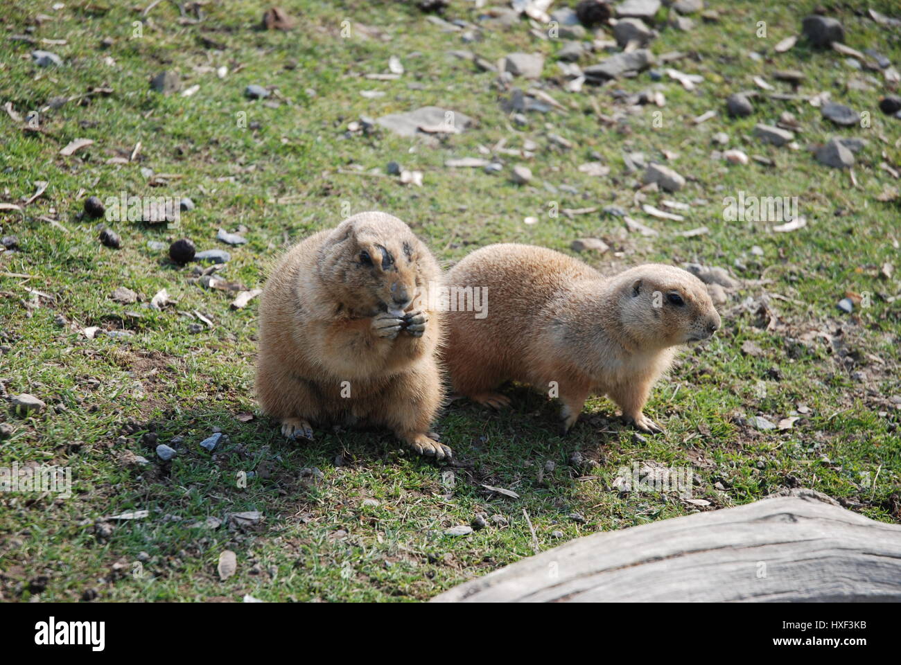 Two adult groundhogs next to each other Stock Photo - Alamy