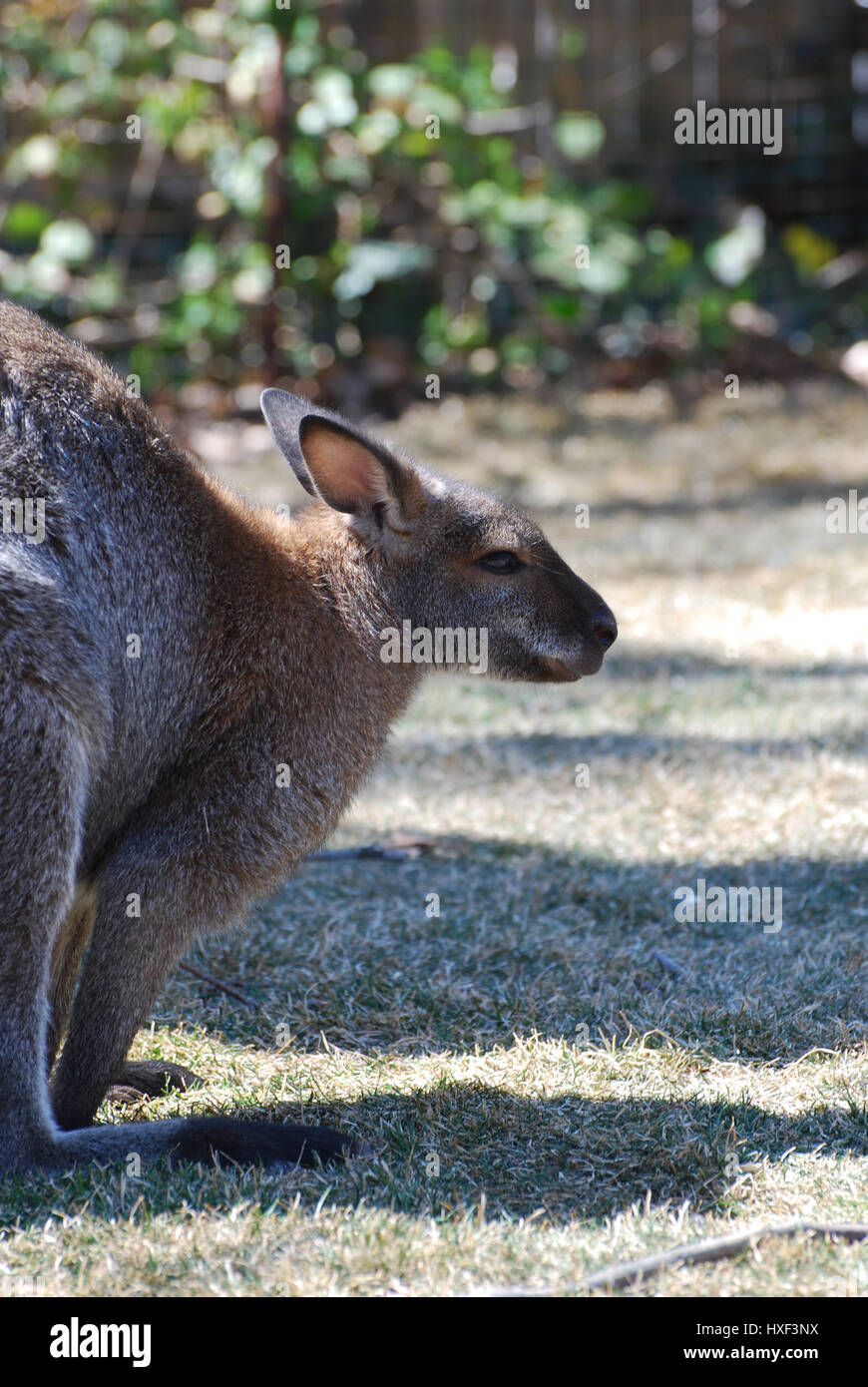 Ears pulled back hi-res stock photography and images - Alamy