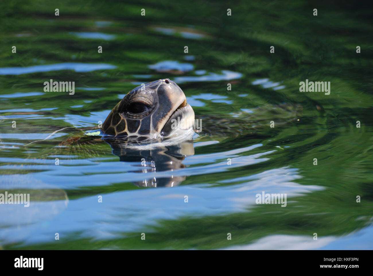 Sea turtle at the surface of the water, taking a breath Stock Photo - Alamy