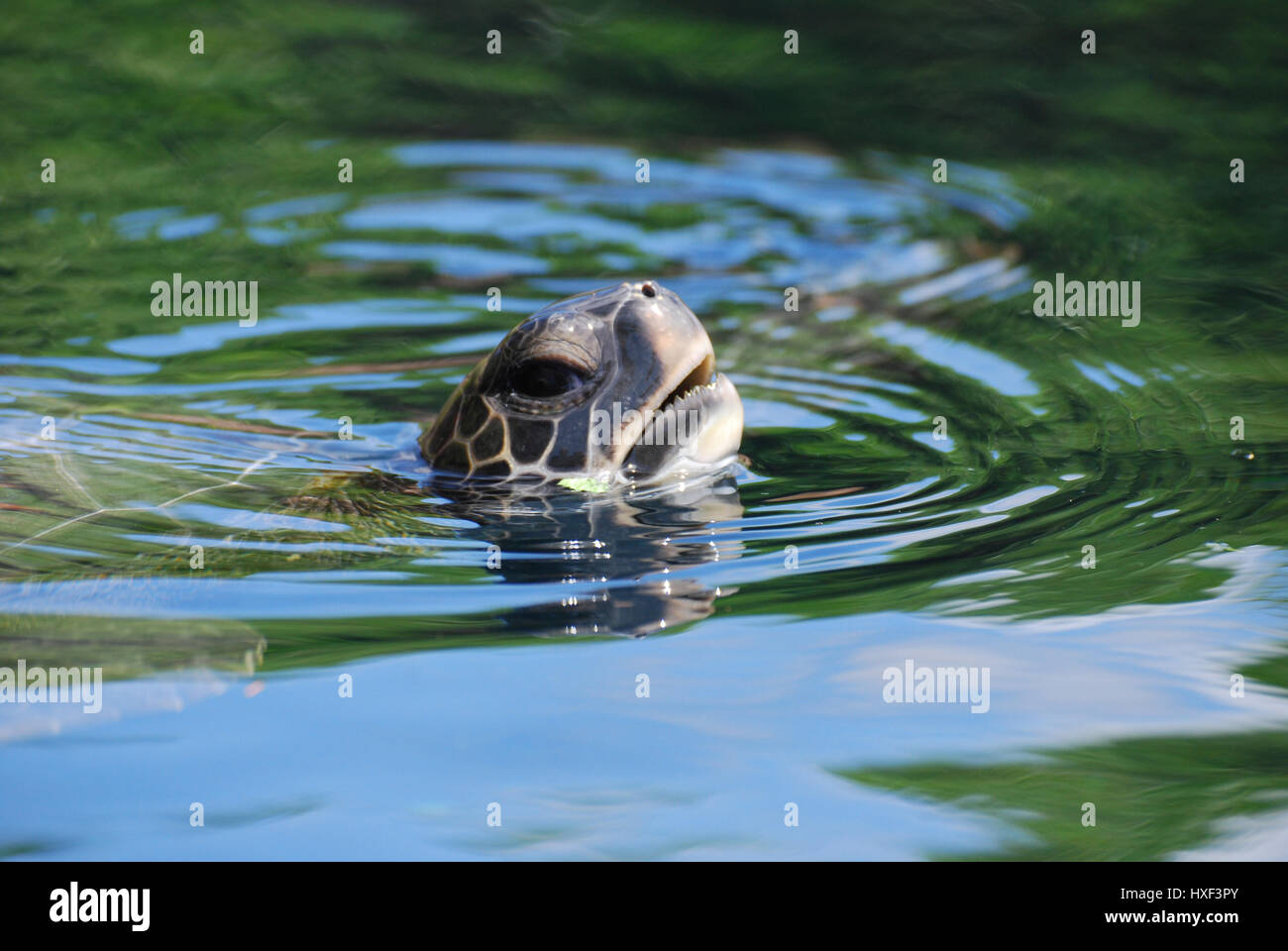 Great capture of a sea turtle with his mouth open above the water Stock ...