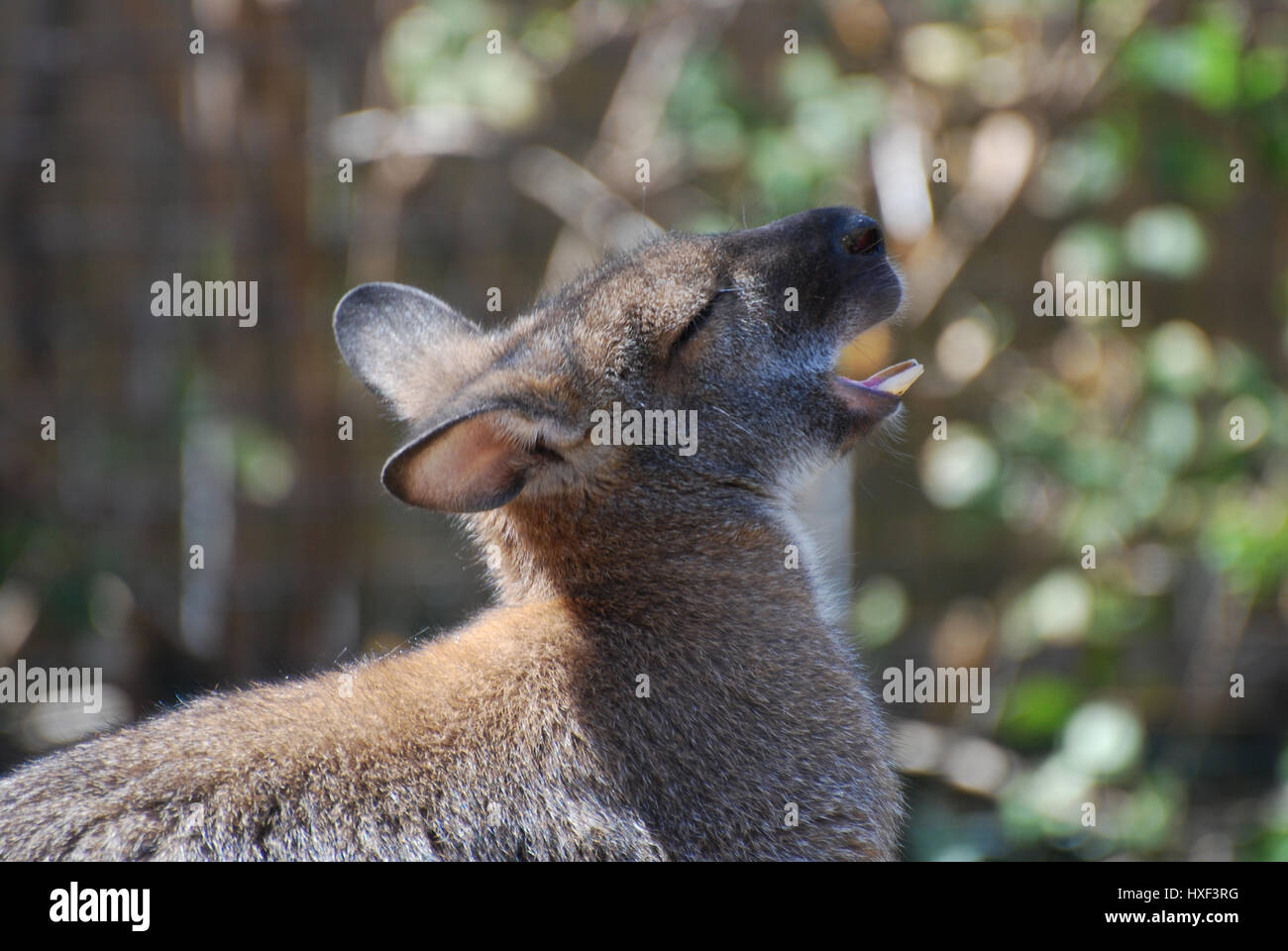 Mouth open on a cute wallaby showing his bottom teeth Stock Photo - Alamy