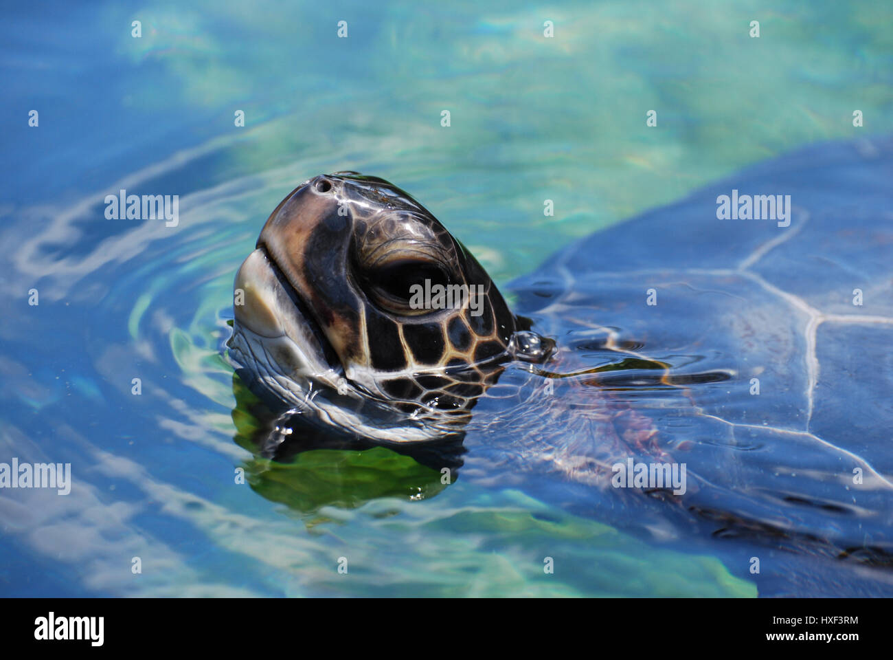 Fantastic capture of a sea turtle swimming with his head above water ...
