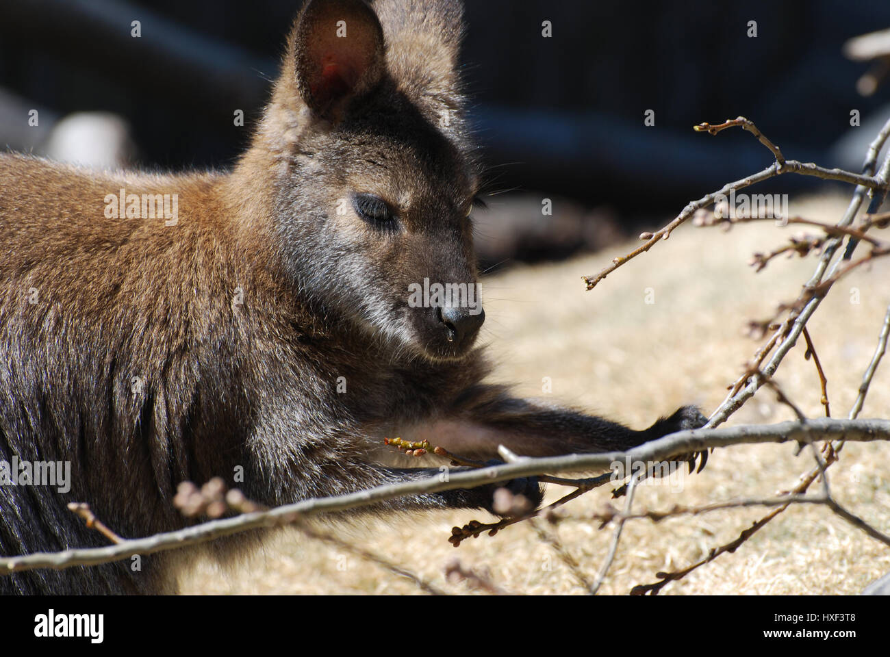 Wallaby snacking on the buds of a tree Stock Photo - Alamy