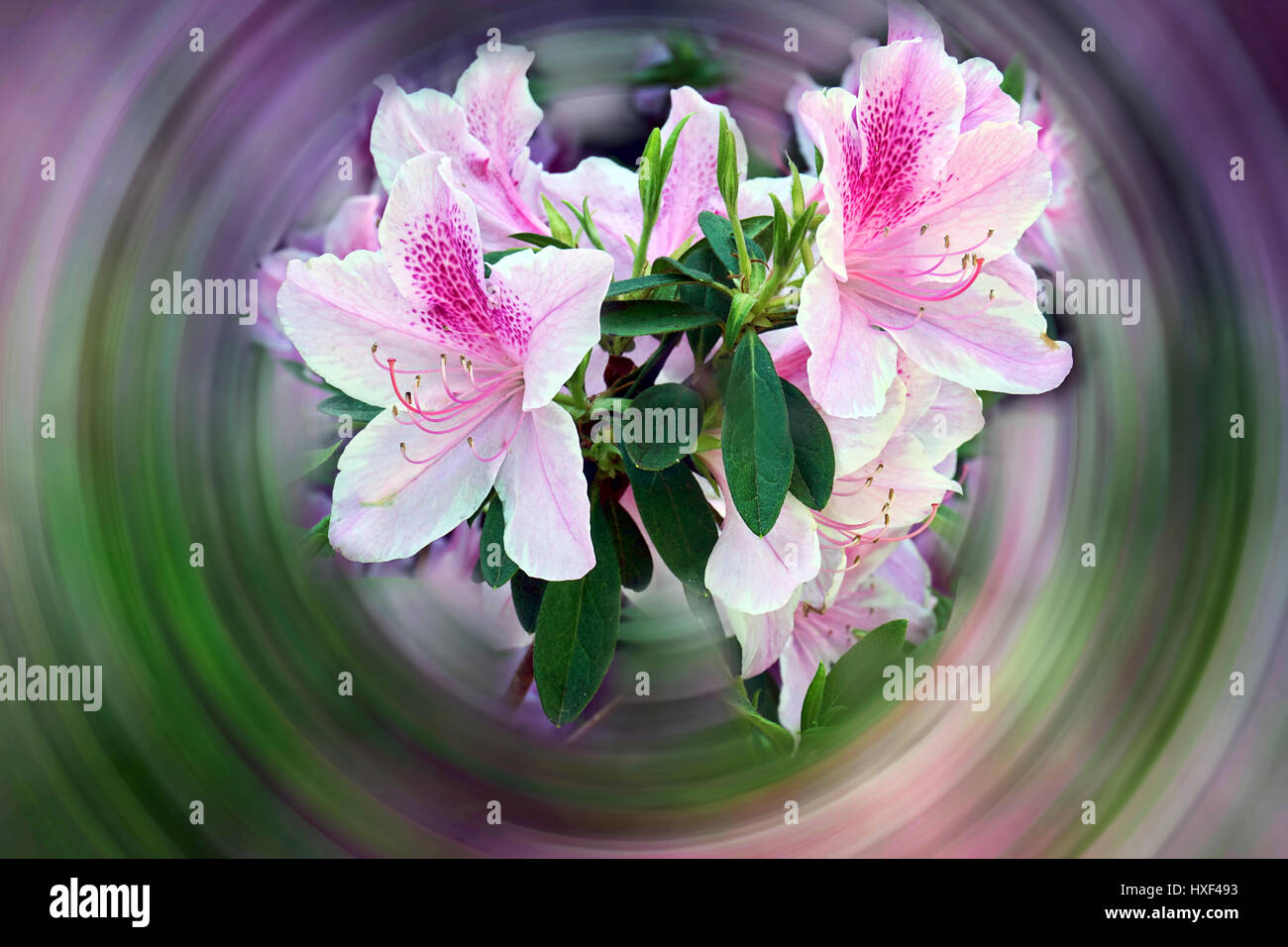 Cool looking spring time azalea flower Stock Photo - Alamy
