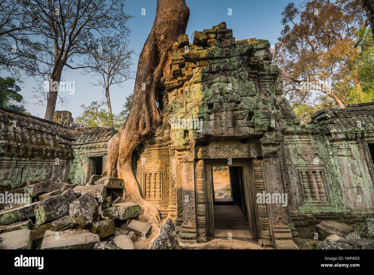Ta Prohm Temple, Angkor, Cambodia, Asia Stock Photo - Alamy