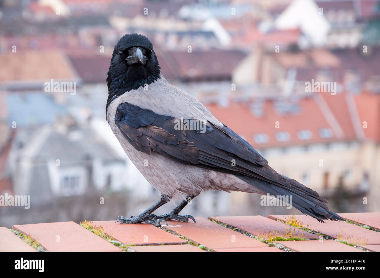 Grey Raven on the background of the Hungarian houses in Budapest Stock ...