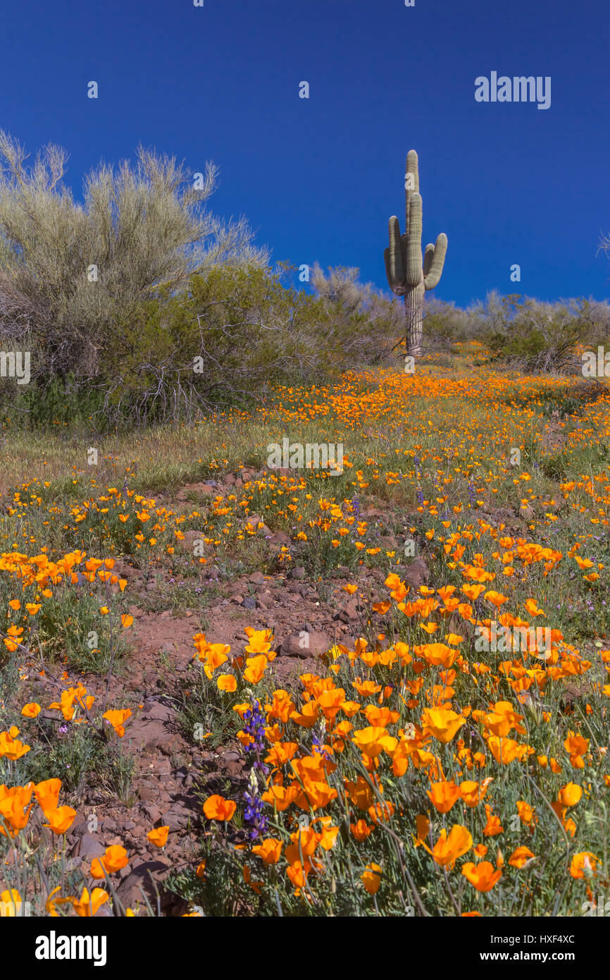 Mexican Gold poppies blooming in Peridot Mesa at the San Carlos Apache ...