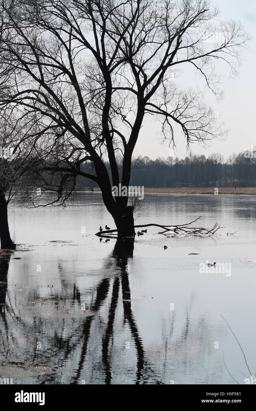 single tree sink in crystal spring flood Stock Photo - Alamy