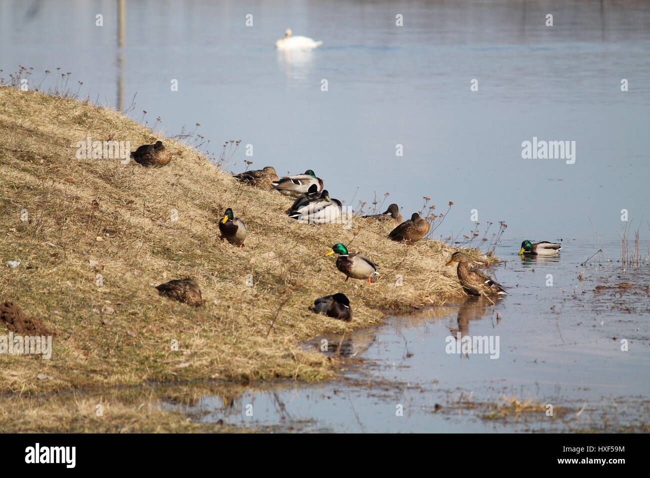 Duck under the tree hi-res stock photography and images - Alamy
