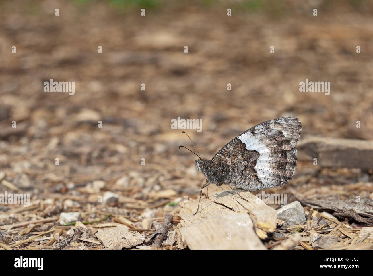 Rock Grayling (Hipparchia alcyone) is perfectly camouflaged in its ...