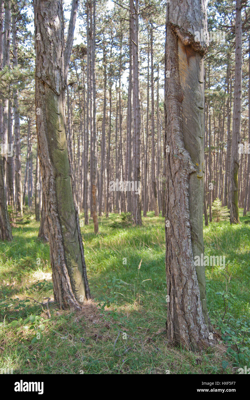 Austrian pine (Pinus nigra) forest with remnants of resin extraction ...