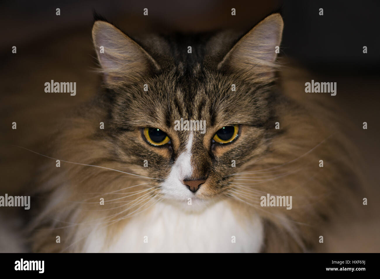 Norwegian forest cat red hi-res stock photography and images - Alamy