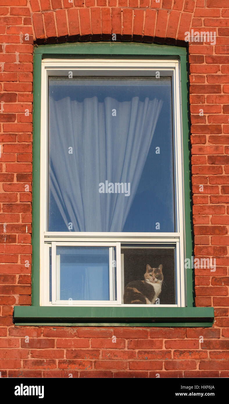 cat sitting in a window Stock Photo - Alamy