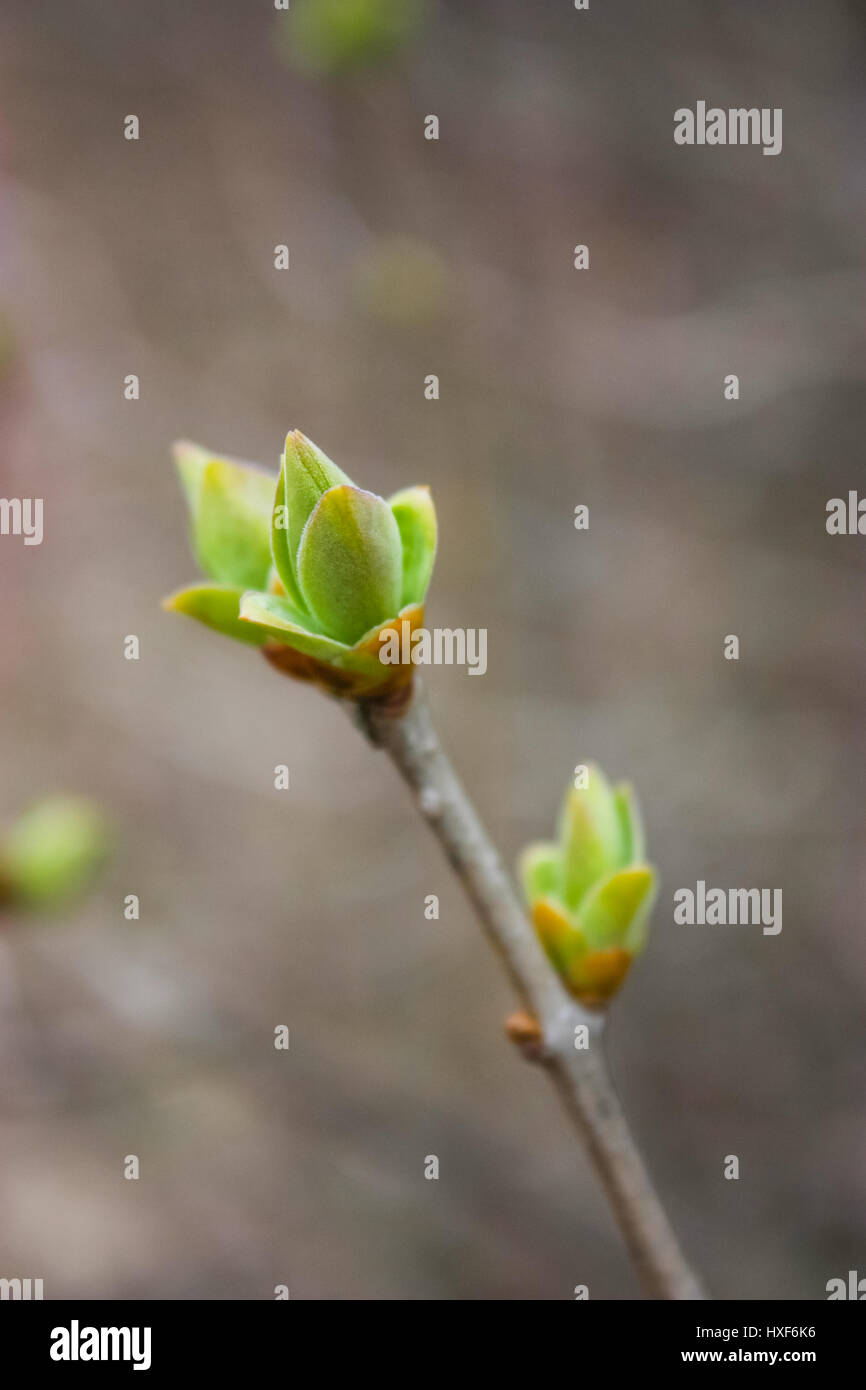 blooming tree bud Stock Photo - Alamy