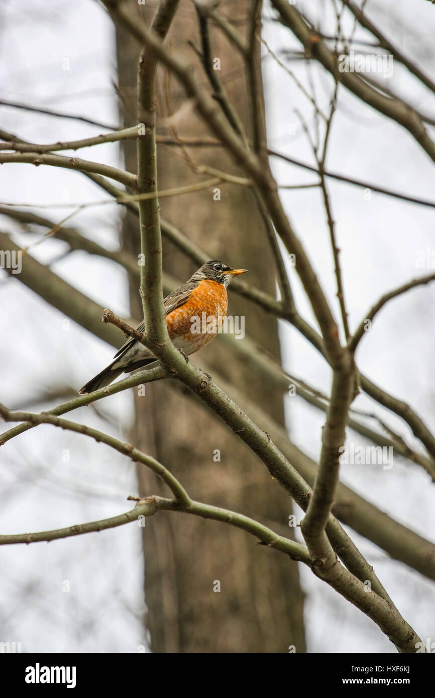 bird on a branch Stock Photo - Alamy