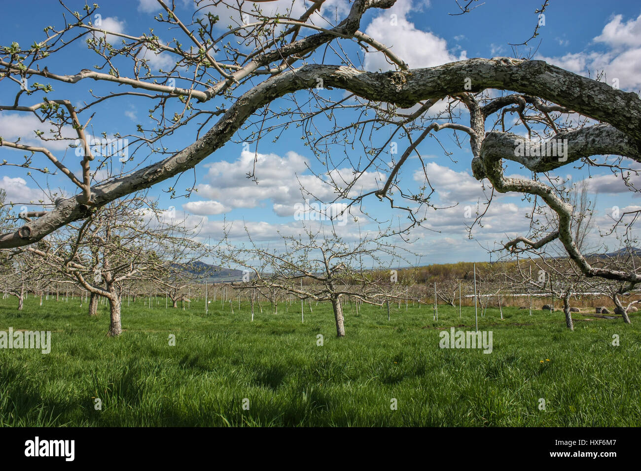 old apple tree in a orchard Stock Photo - Alamy