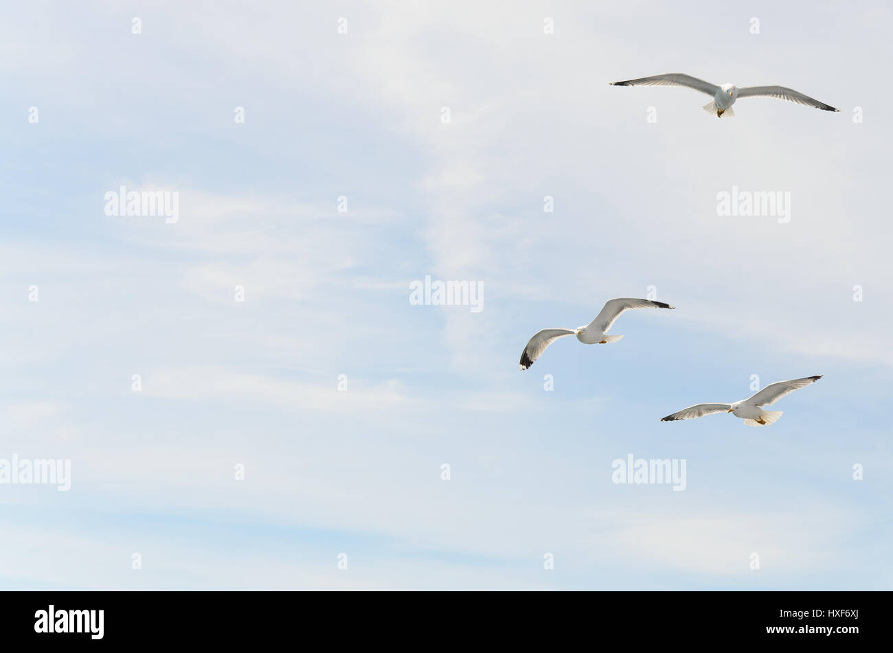 Flying seagulls hi-res stock photography and images - Alamy