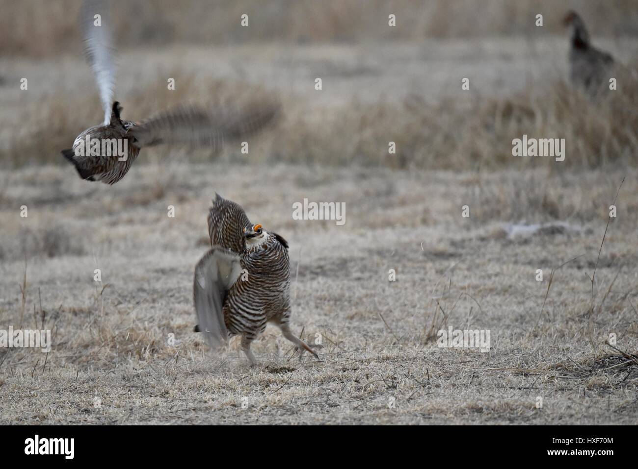 Greater Prairie Chickens (Tympanachus cupido) in early morning mating ...