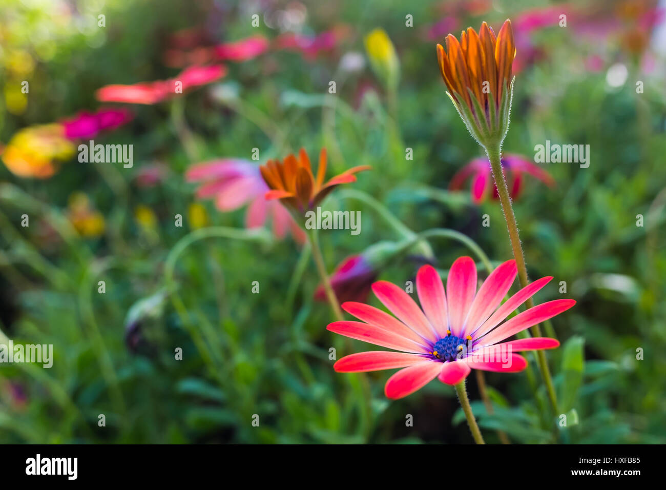 Pink African Daisy Stock Photo - Alamy