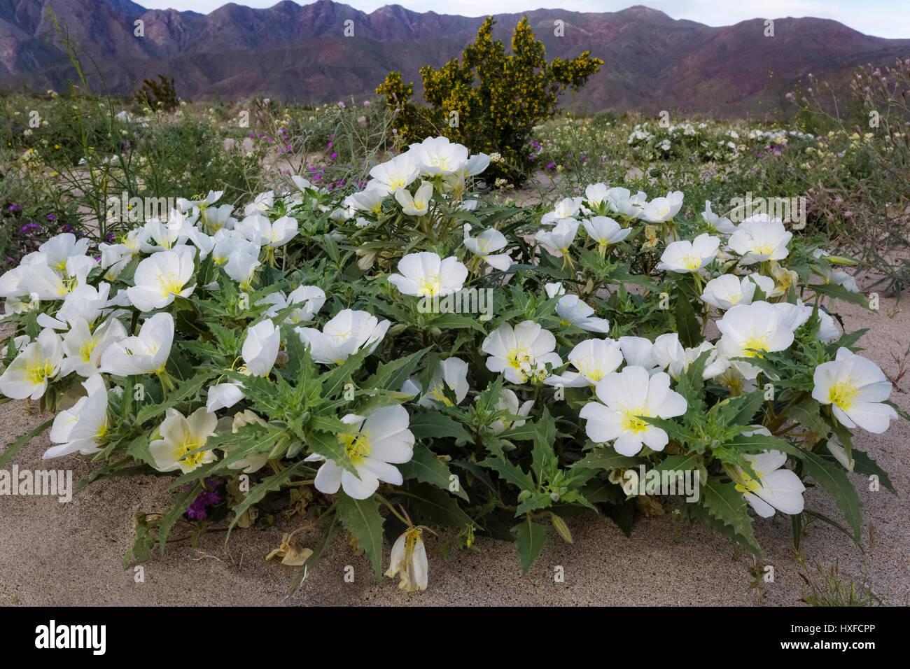 Dune primrose blooming in Anza-Borrego Desert State Park, California ...