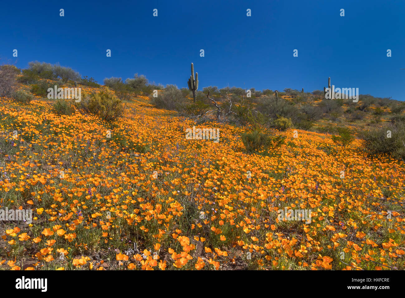 Mexican Gold poppies blooming in Peridot Mesa at the San Carlos Apache ...