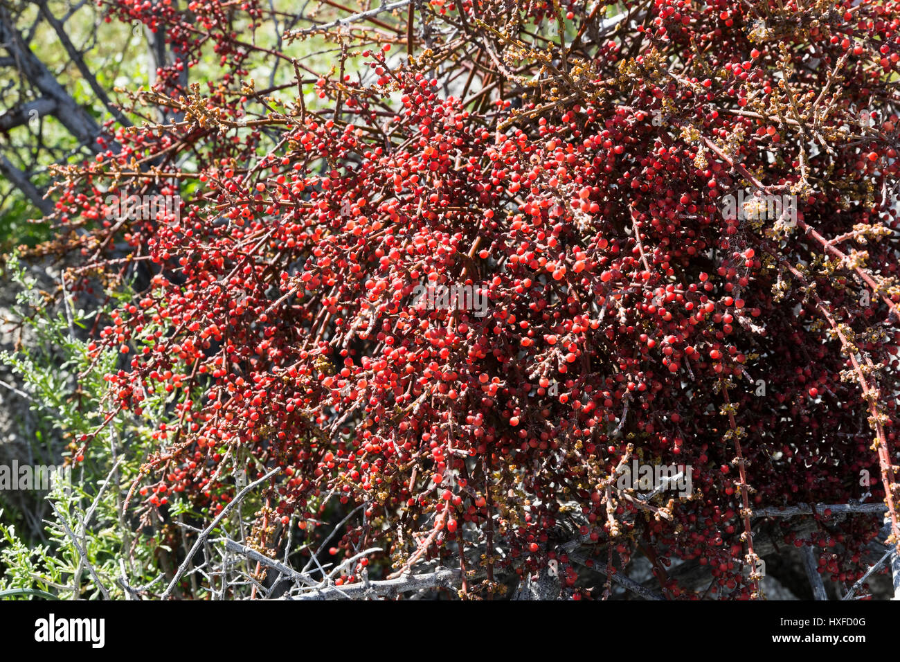 Desert Mistletoe (Phoradendron californicum) AKA: Mesquite Mistletoe ...