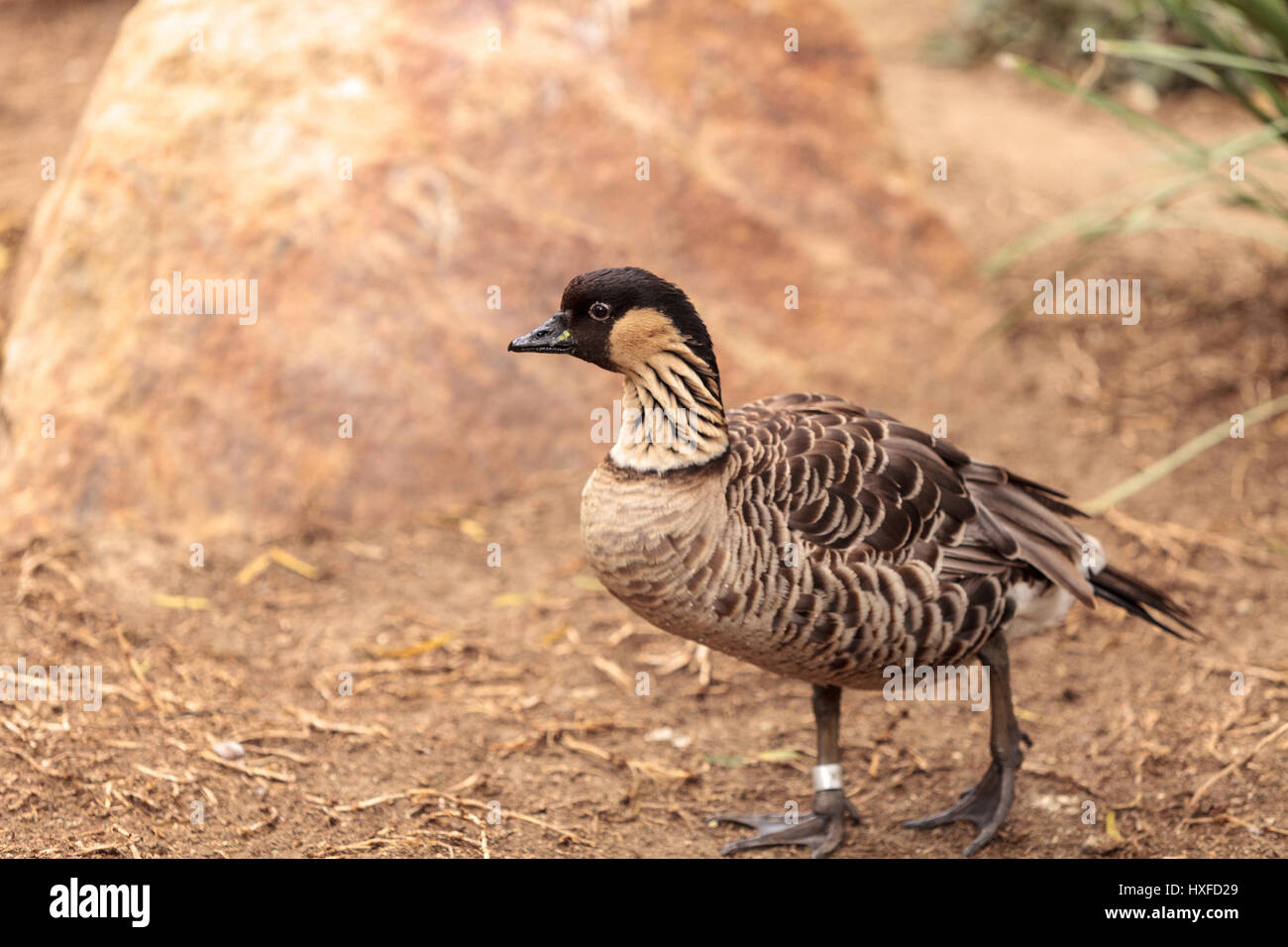Branta sandvicensis spring hi-res stock photography and images - Alamy