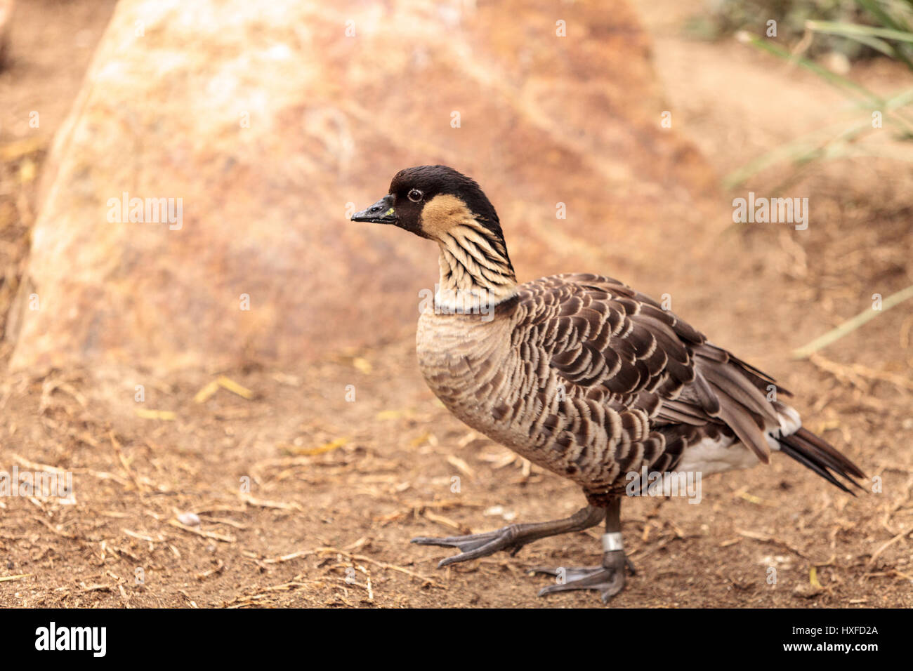 Branta sandvicensis spring hi-res stock photography and images - Alamy