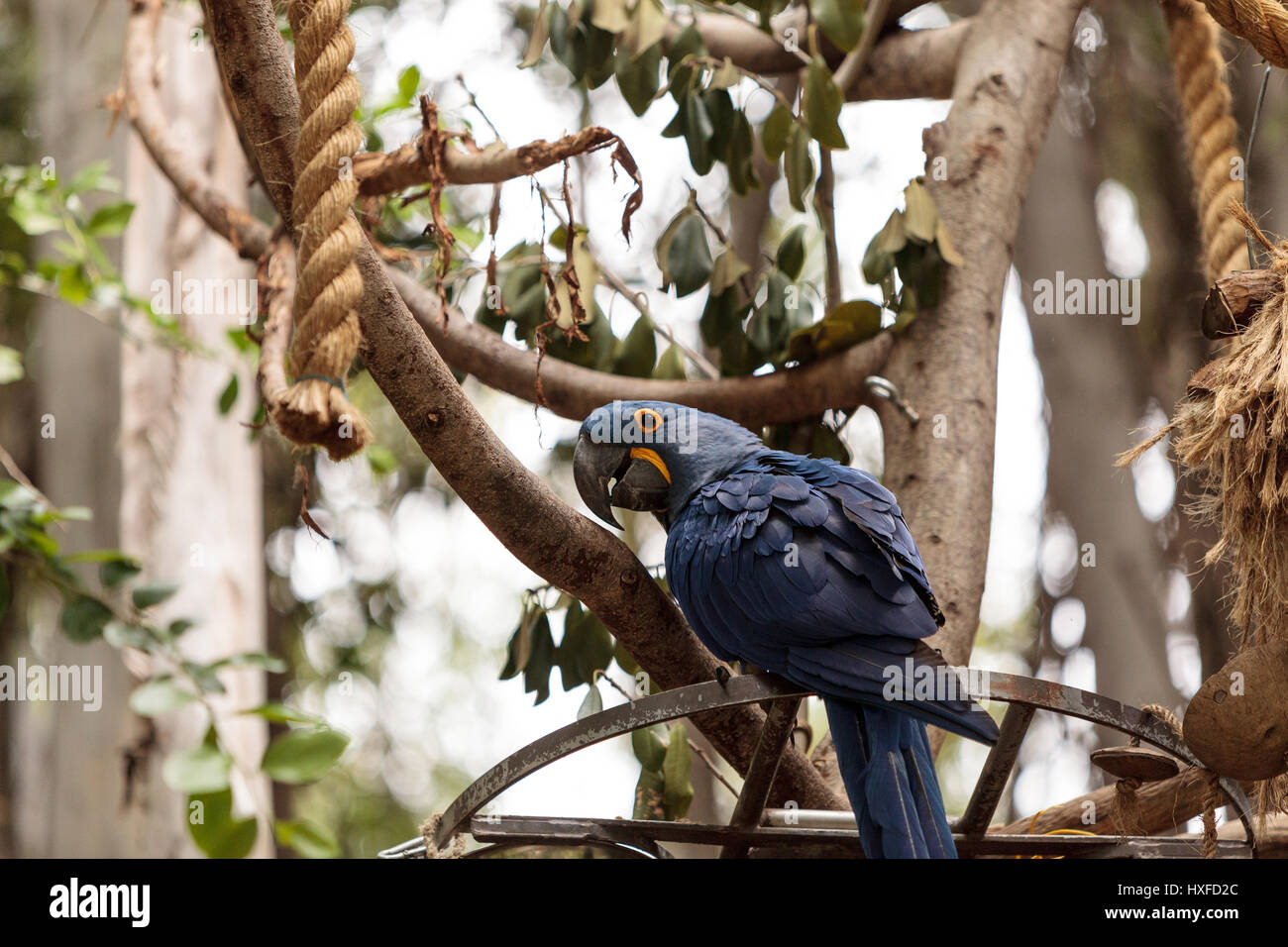Bright blue and yellow Hyacinth Macaw parrot Anodorhynchus hyacinthinus ...
