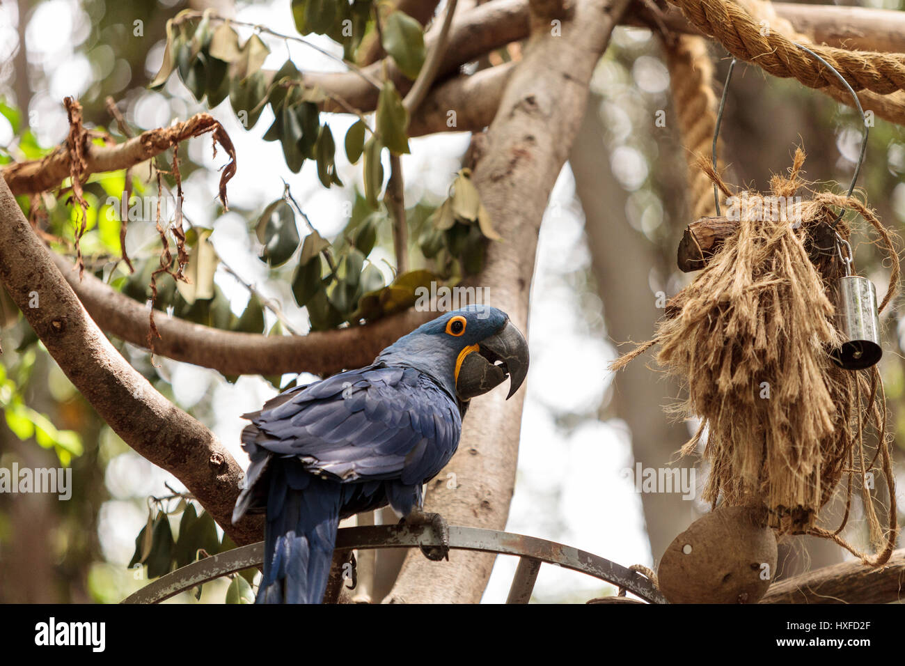 Bright blue and yellow Hyacinth Macaw parrot Anodorhynchus hyacinthinus ...