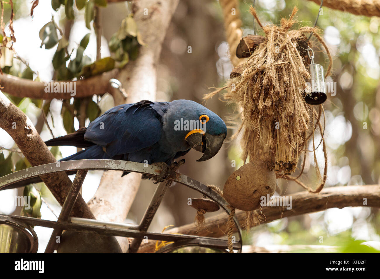 Bright blue and yellow Hyacinth Macaw parrot Anodorhynchus hyacinthinus ...