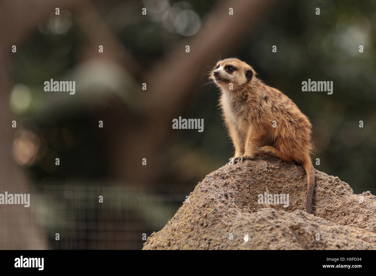 Meerkat , Suricata suricatta, on a large rock, on the lookout for ...