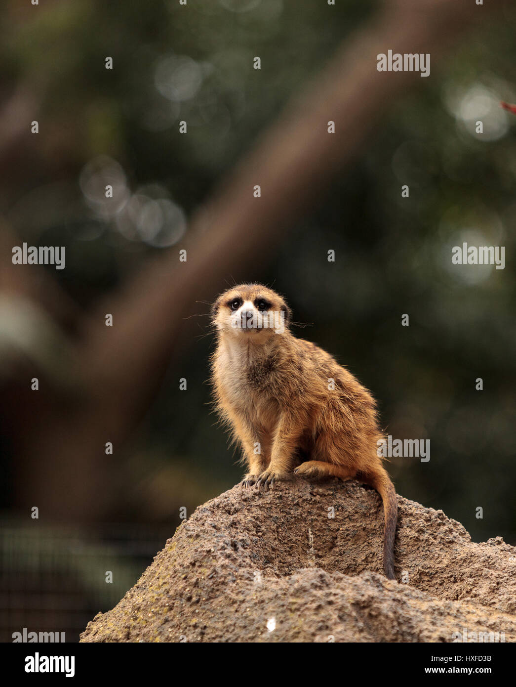 Meerkat , Suricata suricatta, on a large rock, on the lookout for ...