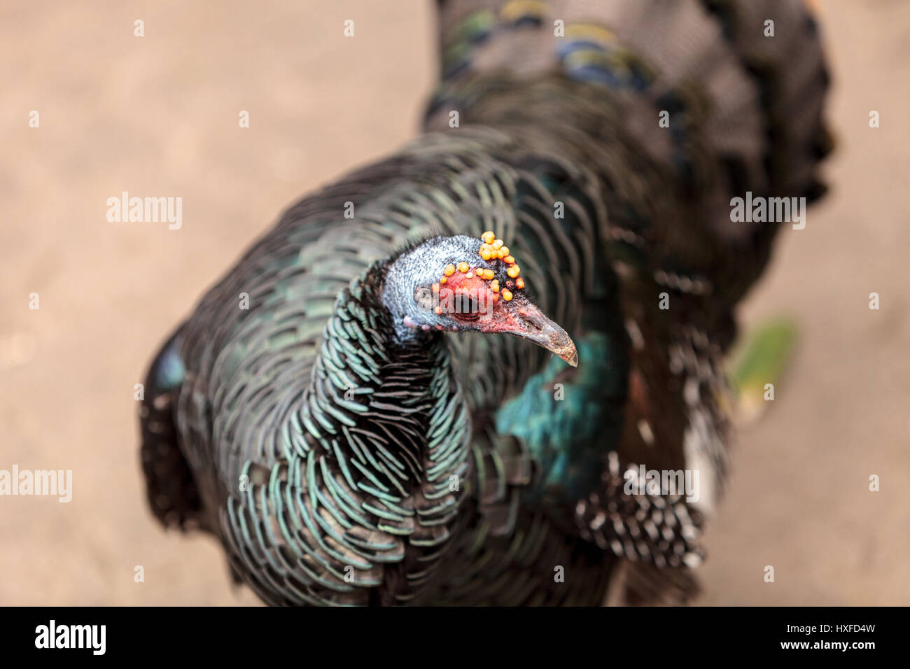 Ocellated turkey called Meleagris ocellata forages for food along the ...