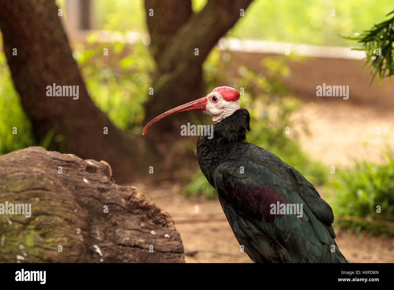 Geronticus calvus hi-res stock photography and images - Alamy