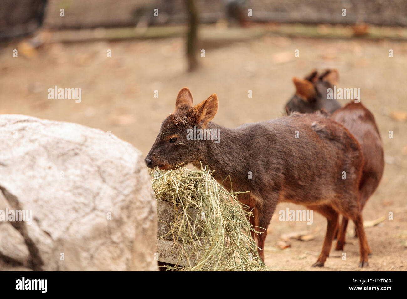 Southern pudu scientifically named Pudu pudu is found in the rain ...