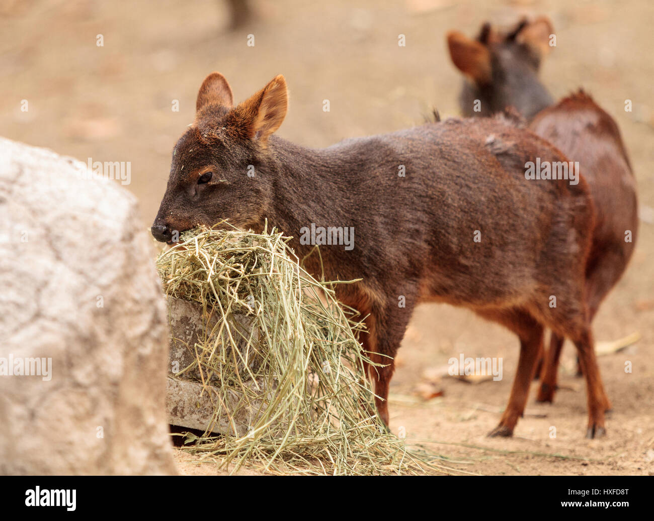 Southern pudu scientifically named Pudu pudu is found in the rain ...