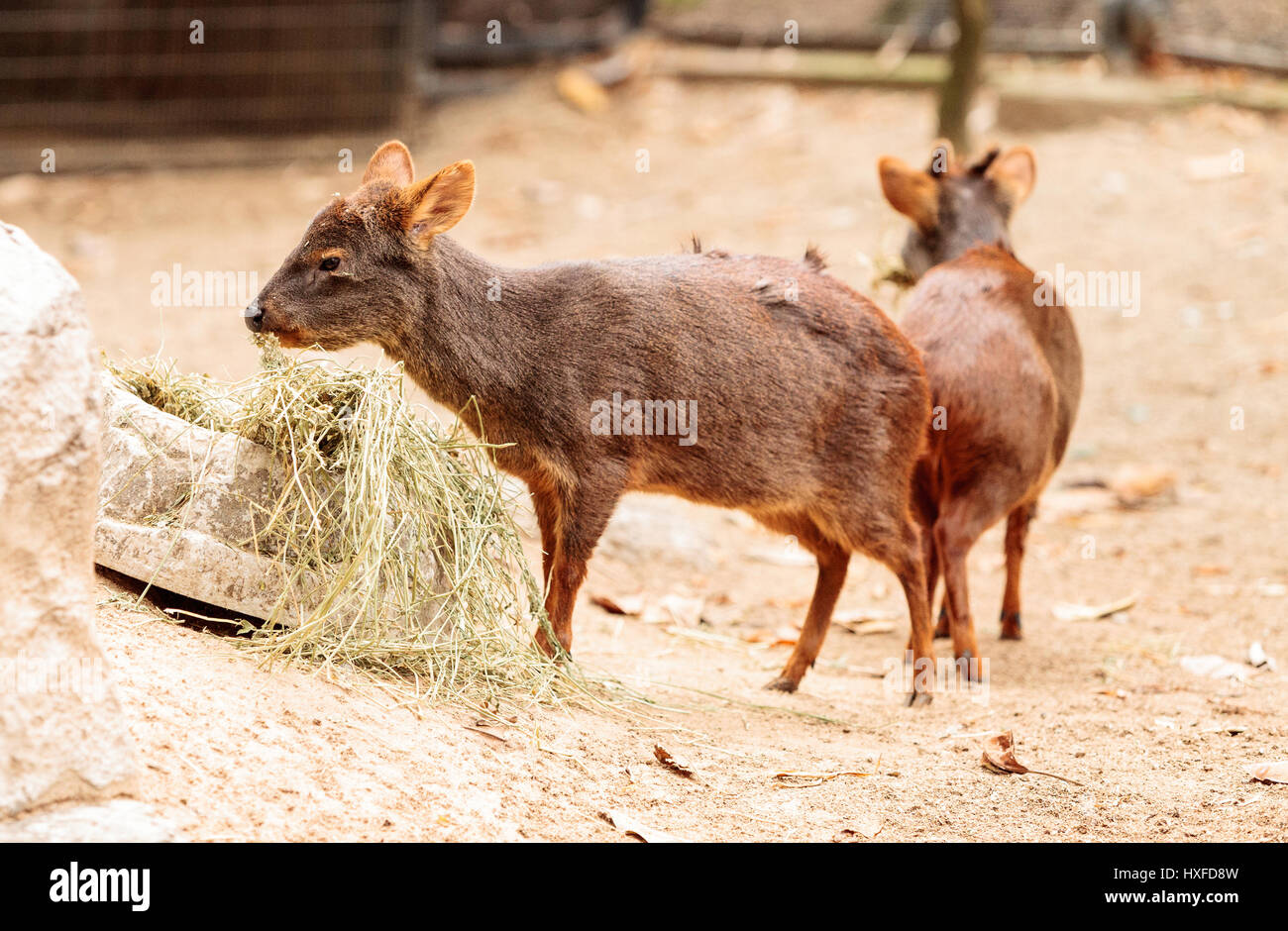 Southern pudu scientifically named Pudu pudu is found in the rain ...