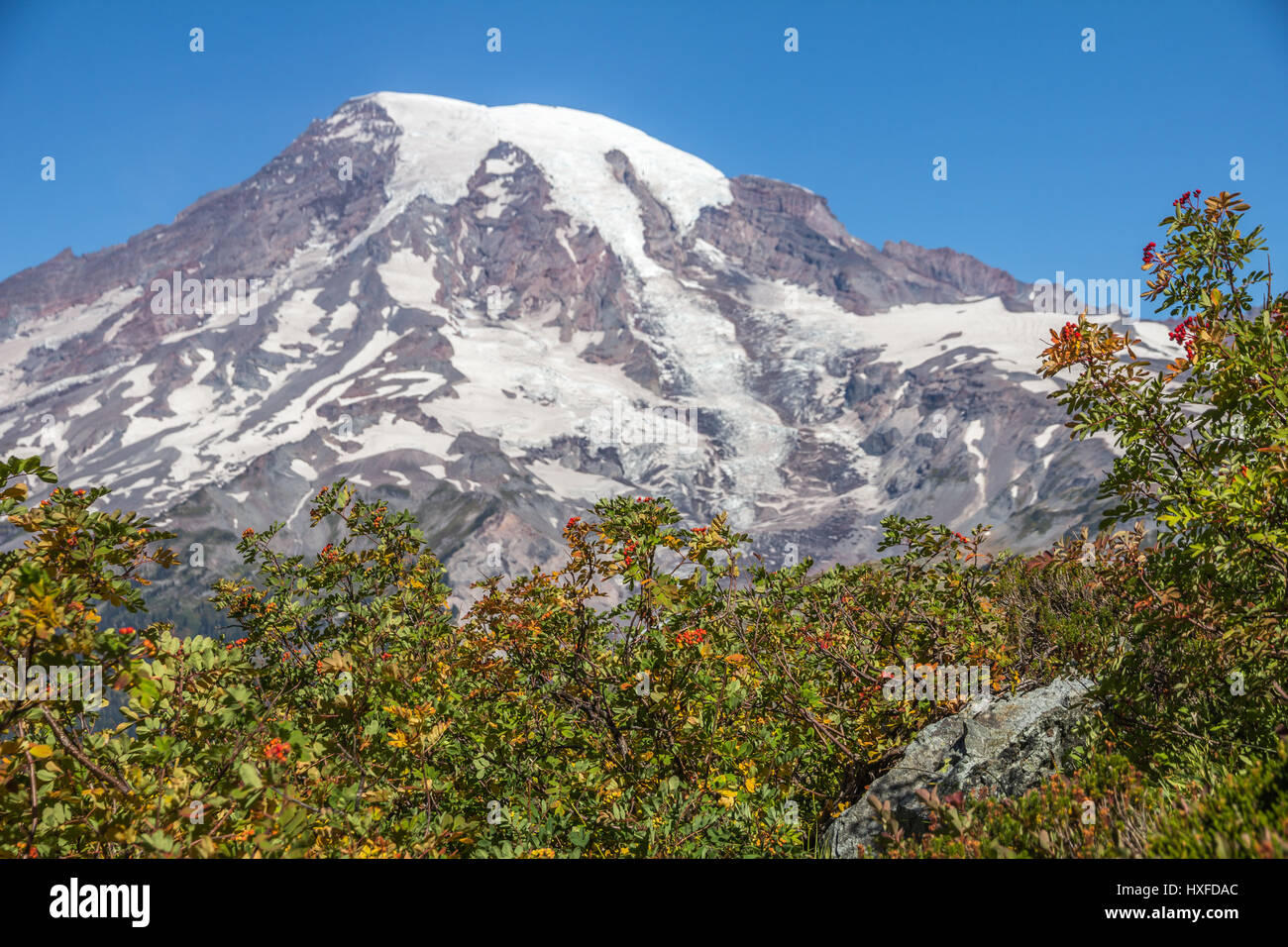Bright red Mountain Ash berries fill the foreground with Mount Rainier ...